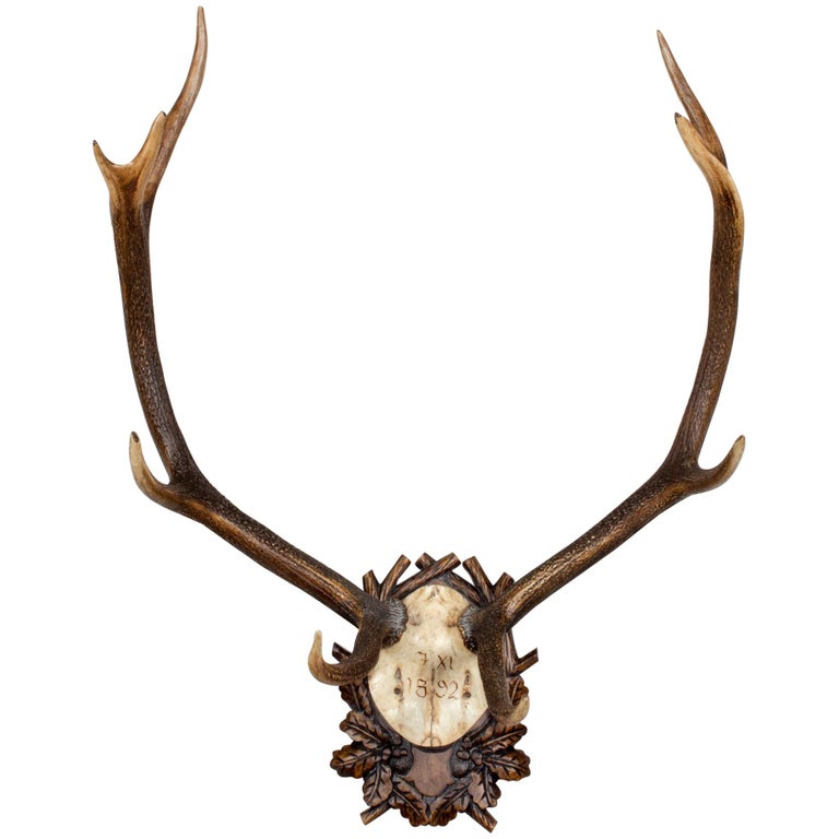 Antique Habsburg Red Stag Trophy of Emperor Franz Josef from Eckartsau ...
