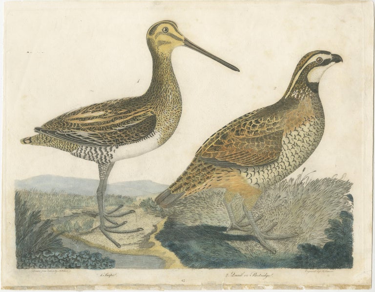 Antique Hand Colored Bird Print of a Snipe and a Quail or Partridge For ...