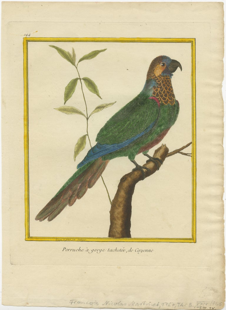 Antique Hand Colored Engraving of a Brown-Throated Parakeet For Sale at ...