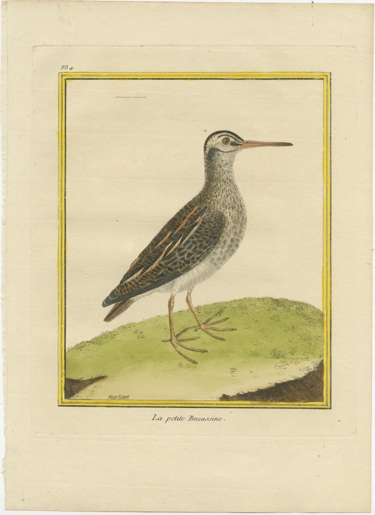 Antique Hand Colored Engraving of a Small Snipe Bird For Sale at 1stDibs