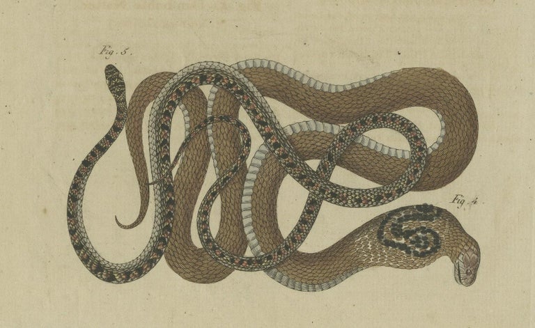 Antique Hand-colored Engraving of Five various Snakes, incl Dahl's Whip ...