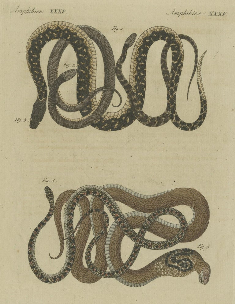 Antique Hand-colored Engraving of Five various Snakes, incl Dahl's Whip ...