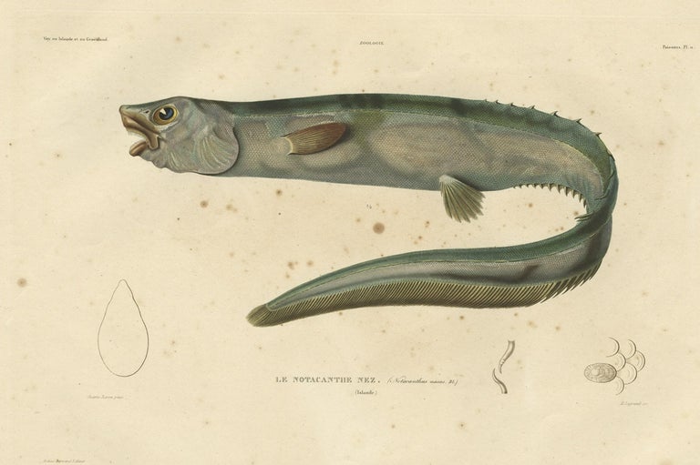 Antique Hand-Colored Fish Print of the Snub-Nosed Spiny Eel, 1842 For ...