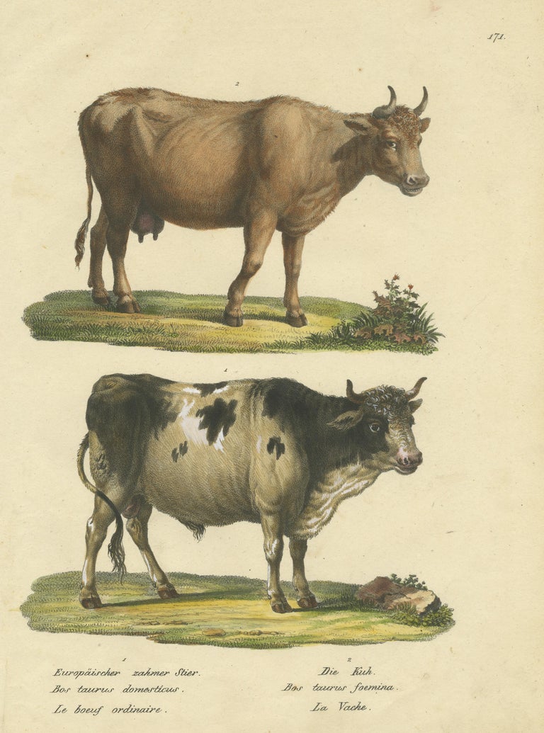 Antique Hand Colored Print of a European Bull and Cow For Sale at 1stDibs