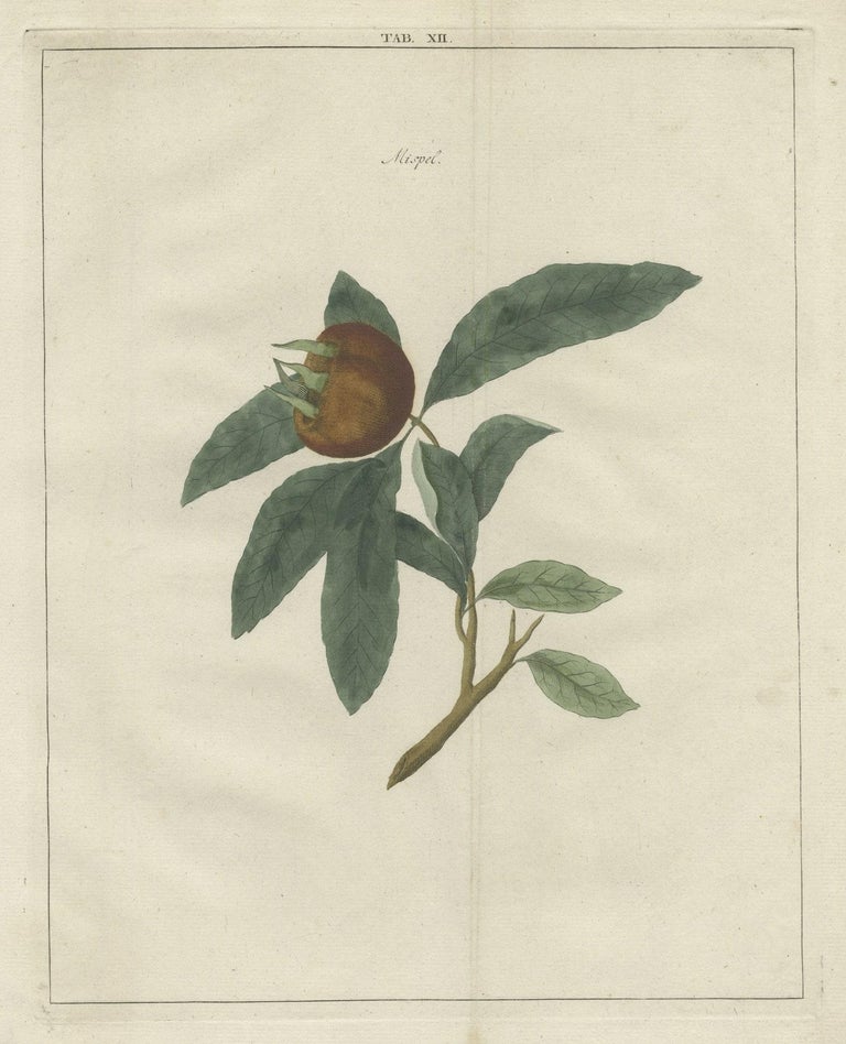 Antique Hand-Colored Print of a Medlar, 1758 For Sale at 1stDibs