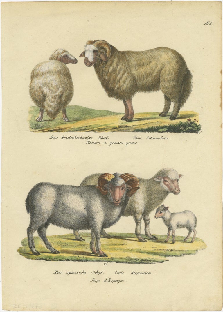 Antique Hand Colored Print of Broad-Tailed Sheep and Spanish Sheep For ...