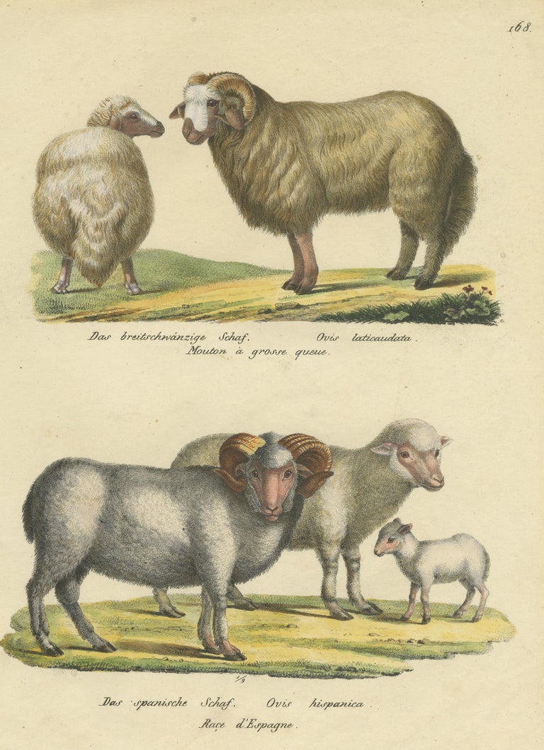 Antique Hand Colored Print of Broad-Tailed Sheep and Spanish Sheep For ...