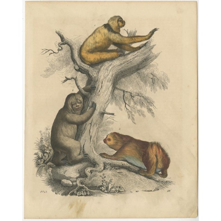 Antique Hand-Colored Print of Sloth Species, The Slowest Mammals on ...