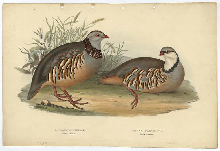 Antique Hand-Colored Print of the Barbary and Greek Partridge by Gould ...