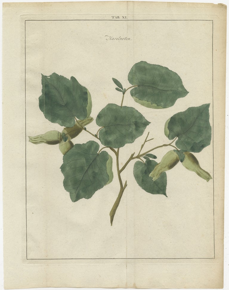 Antique Hand-Colored Print of the Common Hazel, 1758 For Sale at 1stDibs