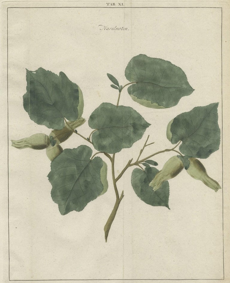 Antique Hand-Colored Print of the Common Hazel, 1758 For Sale at 1stDibs