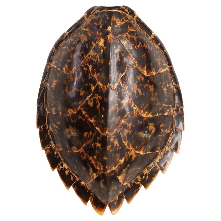 Antique Hawksbill Turtle Shell at 1stDibs