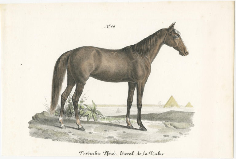 Antique Horse Print of a Nubian Horse For Sale at 1stDibs