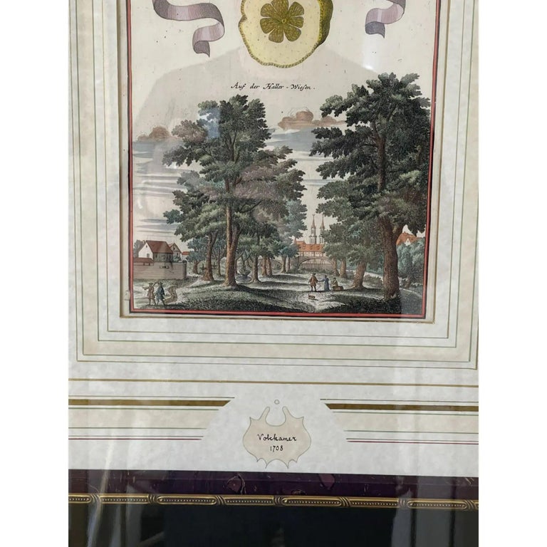 Antique Johann Christoph Volkhamer Lemon Botanical Engraving Print ...