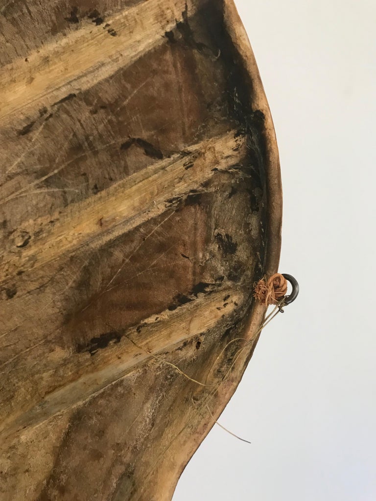 Antique Large Tortoise Shell For Sale at 1stDibs