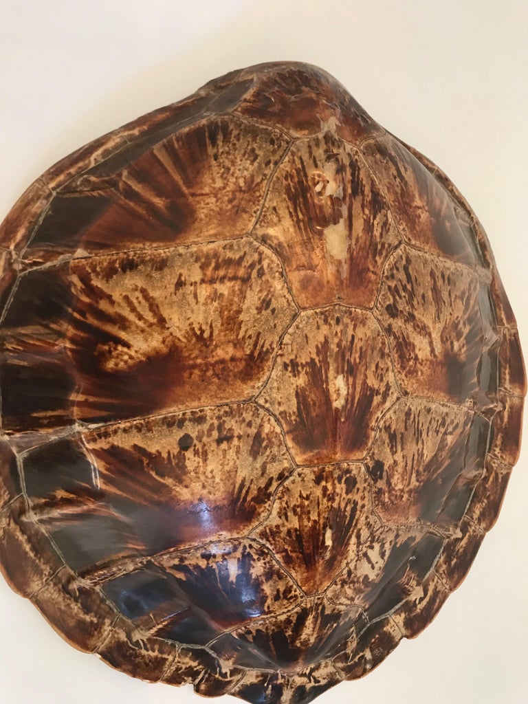 Antique Large Tortoise Shell For Sale at 1stDibs
