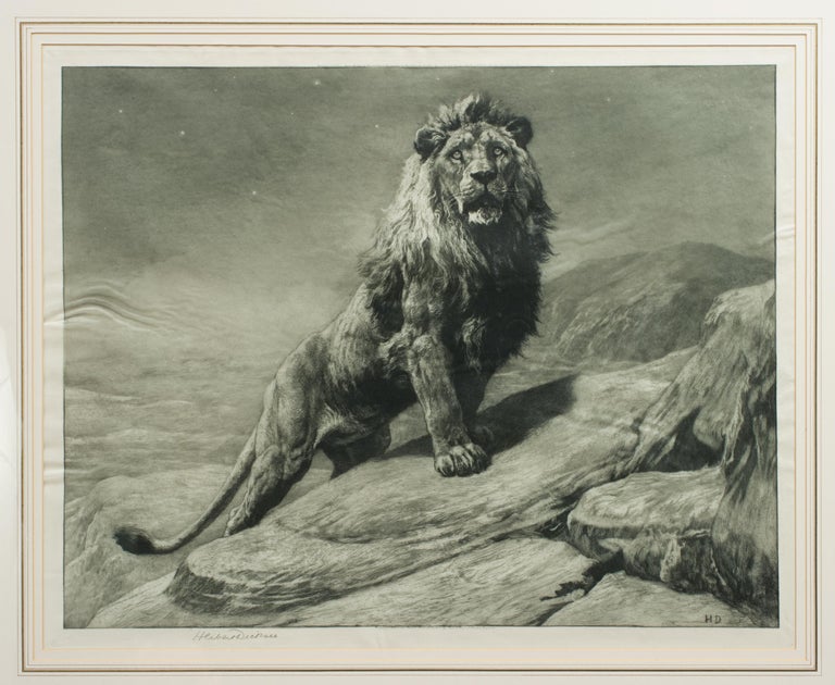 Antique Lion Etching, 'The King' by Herbert Dicksee, African Wildlife ...