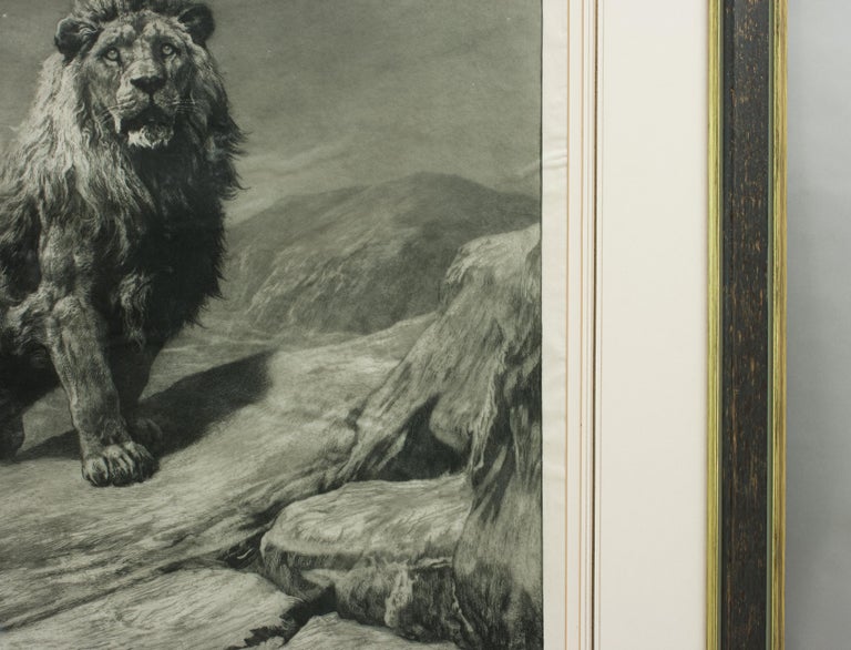 Antique Lion Etching, 'The King' by Herbert Dicksee, African Wildlife ...