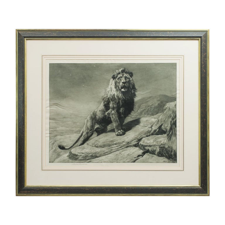 Antique Lion Etching, 'The King' by Herbert Dicksee, African Wildlife ...