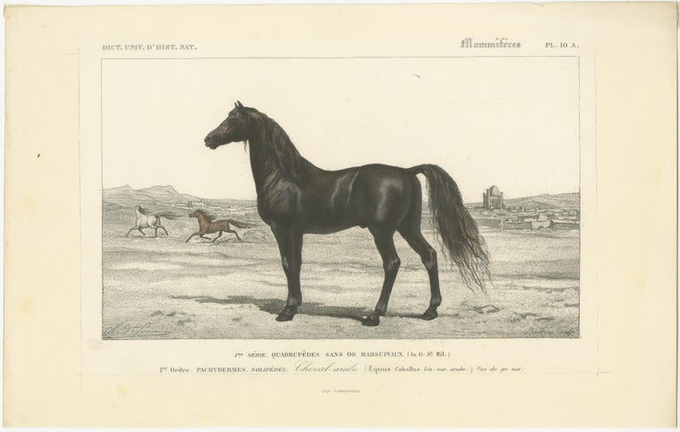 Antique Lithograph of an Arabian Horse For Sale at 1stDibs