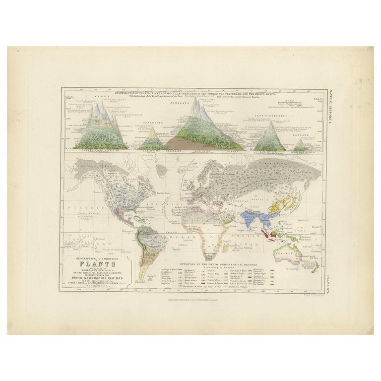 Antique Map Showing the Distribution of Plants by Johnston, '1850' For ...