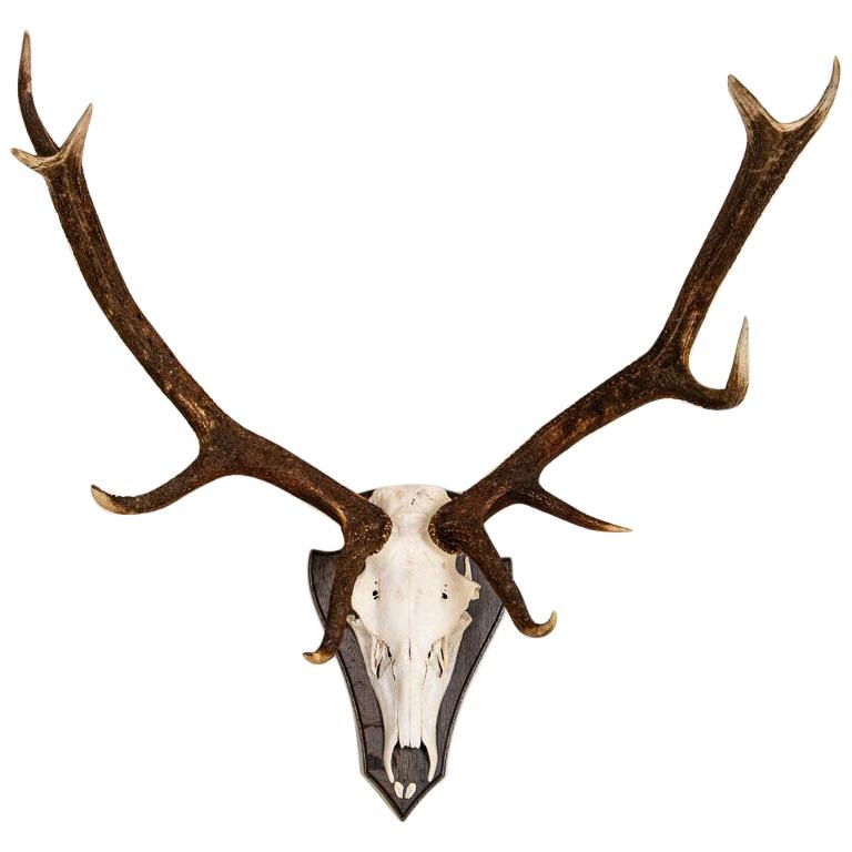 Red Stag Mount - For Sale on 1stDibs | red stag european mount, red ...