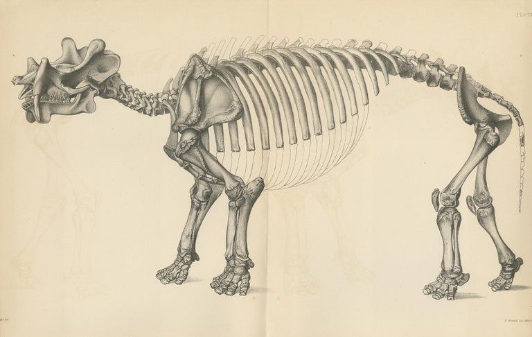 Antique Paleontology Print of a Dinoceras Mirabile by Marsh, 1886 For ...