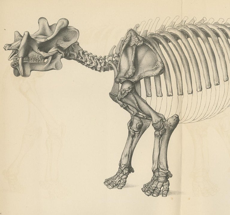 Antique Paleontology Print of a Dinoceras Mirabile by Marsh, 1886 For ...