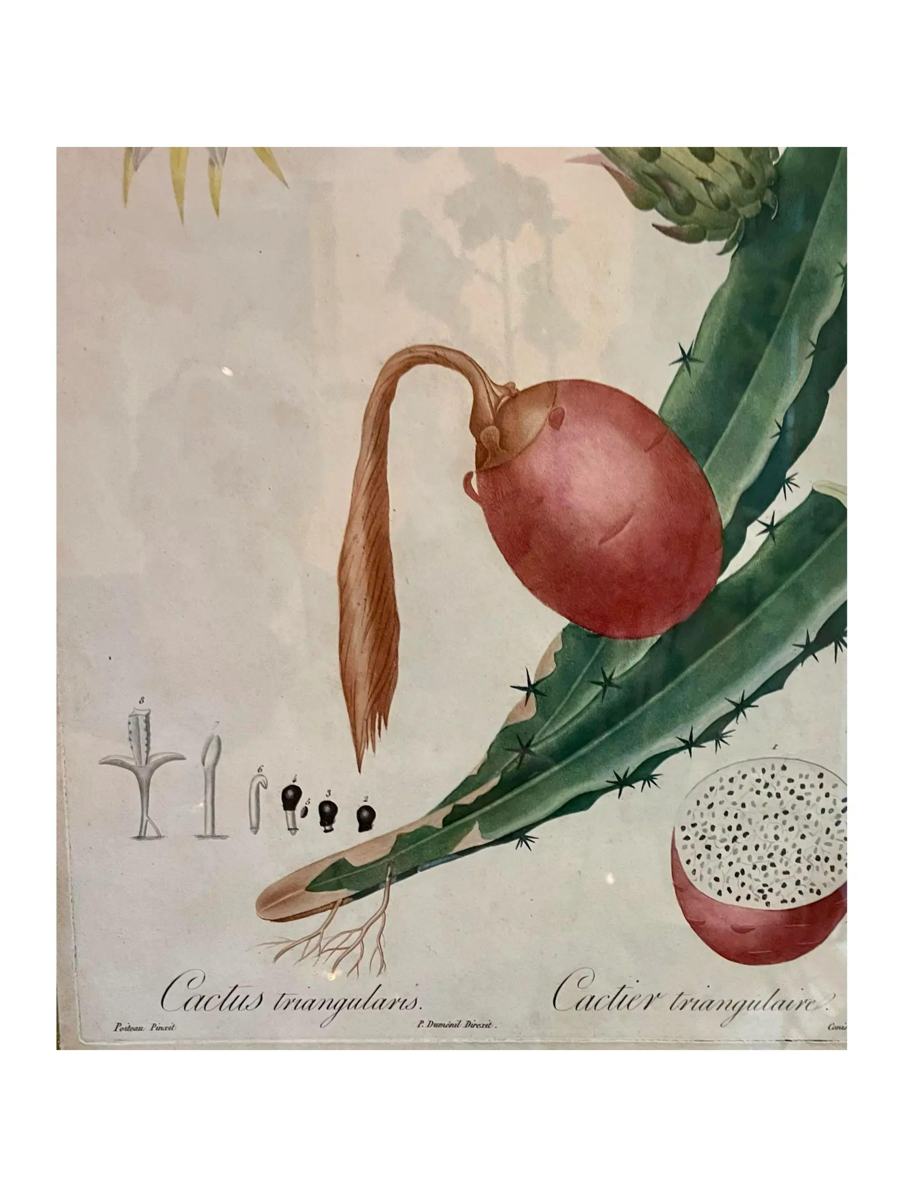 Antique Pierre-Antoine Poiteau Cactus Triangularis Botanical Print For ...