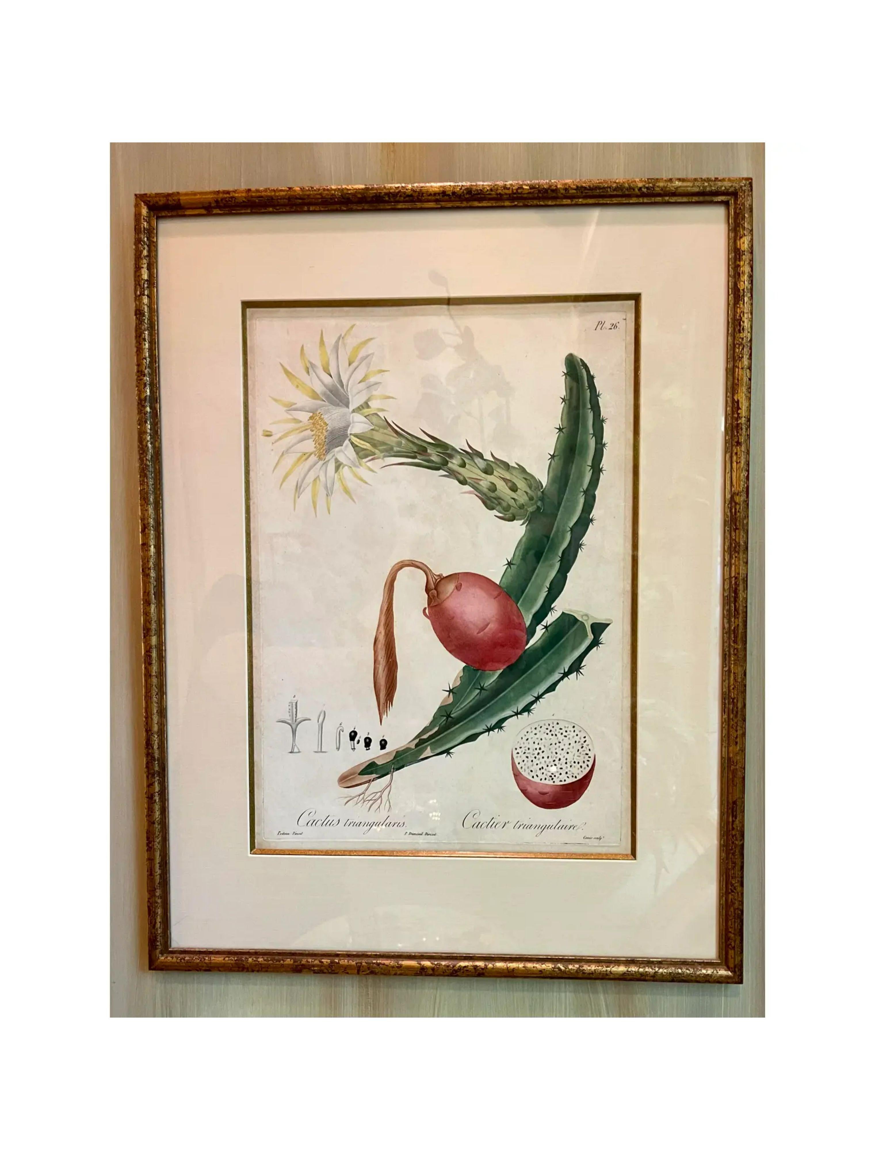 Antique Pierre-Antoine Poiteau Cactus Triangularis Botanical Print For ...