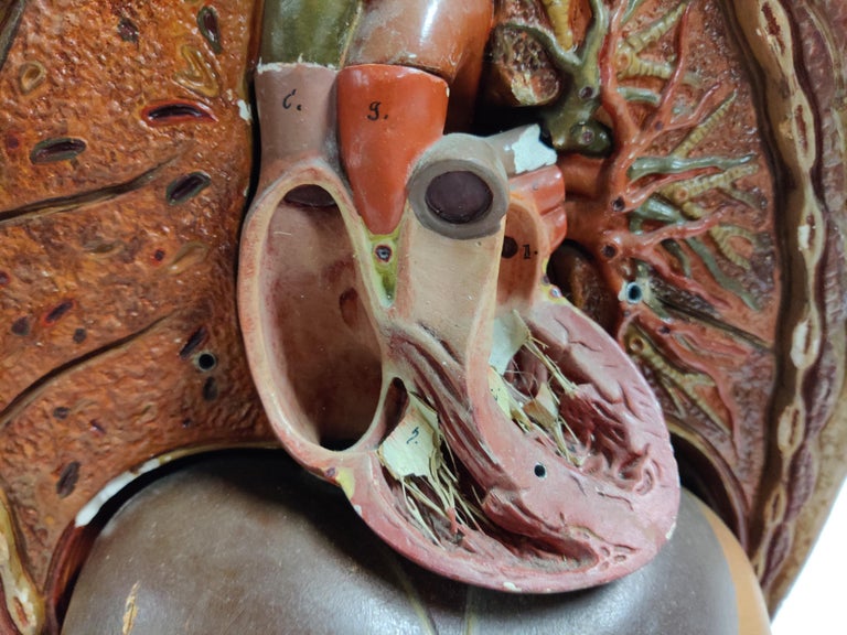 Antique Plaster Anatomical Torso, 1930s at 1stDibs