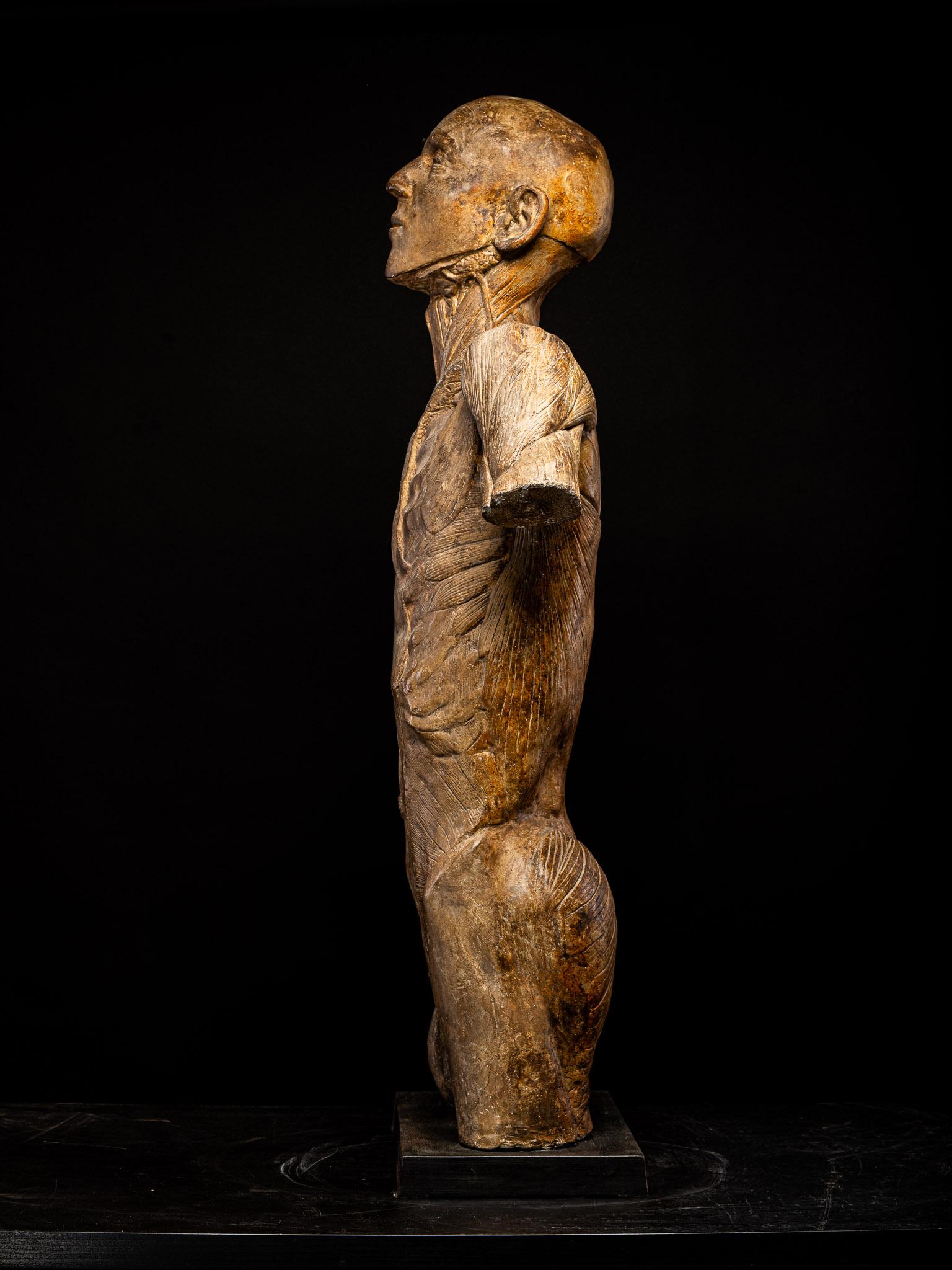 Antique plaster original sculptured Ecorché buste, 19th century ...