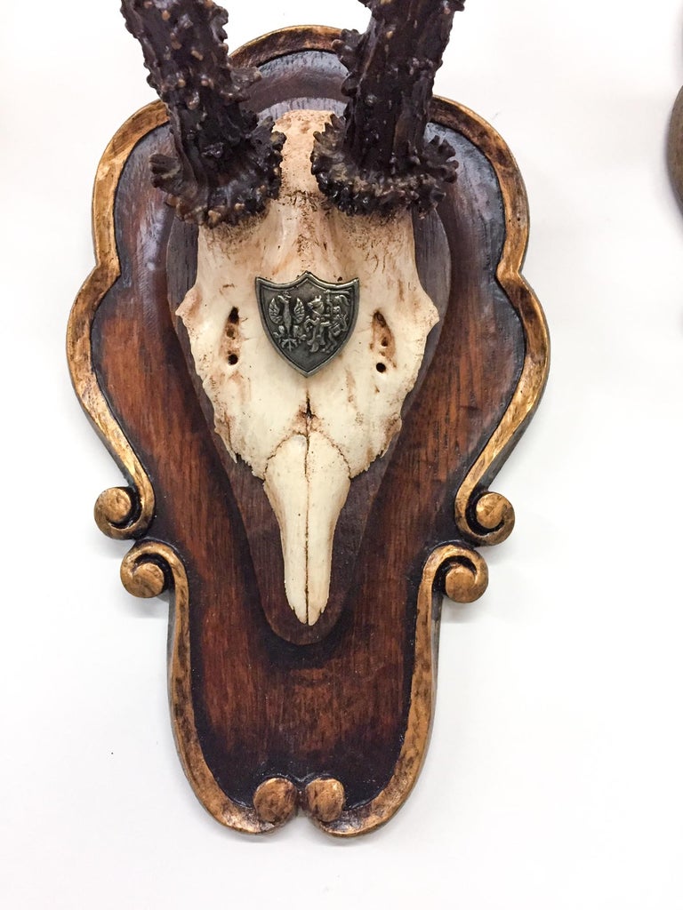 Antique Polish Fallow Trophy with Napoleonic Gorget and Roe Trophy ...