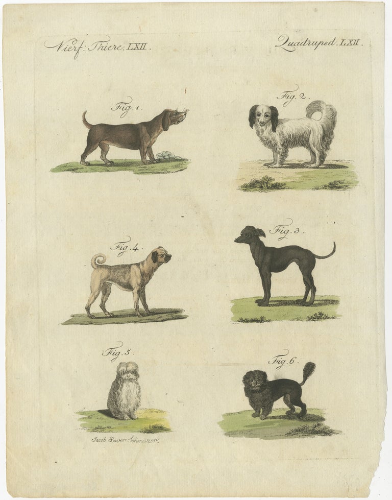 Antique Print of 6 Dog Breeds, Including the Dachshund and Maltese Dog ...