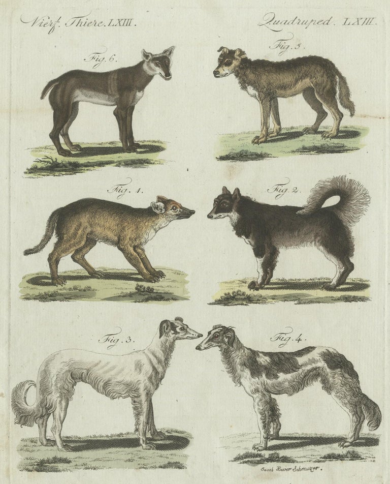 Antique Print of 6 Dog Breeds, most likely including the Western ...