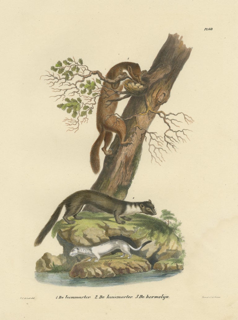 Antique Print of a European Pine Marter, Marten and Stoat For Sale at ...
