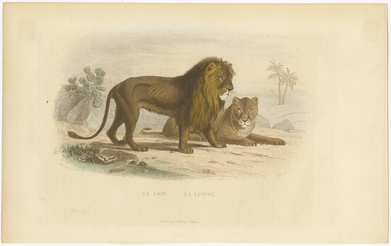 Antique Print of a Lion and Lioness by Buffon For Sale at 1stDibs