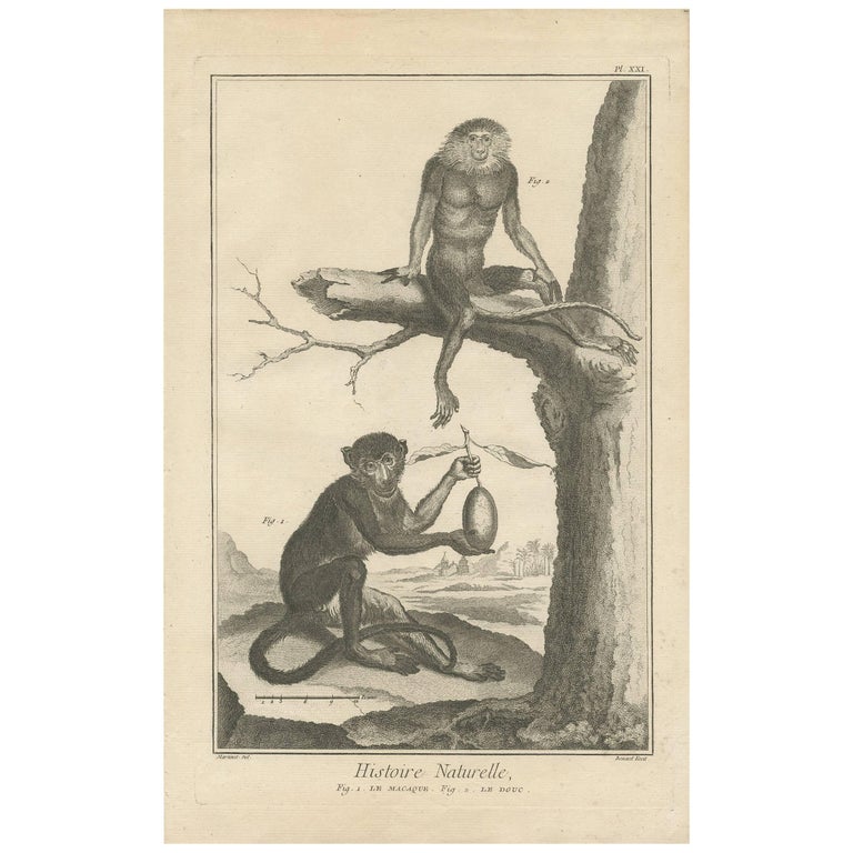 Antique Print of a Macaque and a Red-Shanked Douc by D. Diderot, 1751 ...