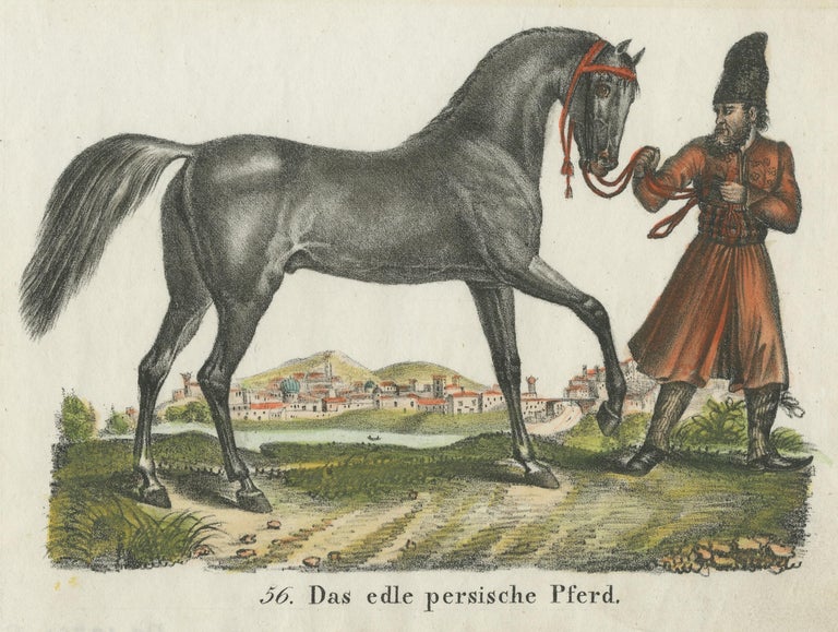 Antique Print of Persian Horse For Sale at 1stDibs