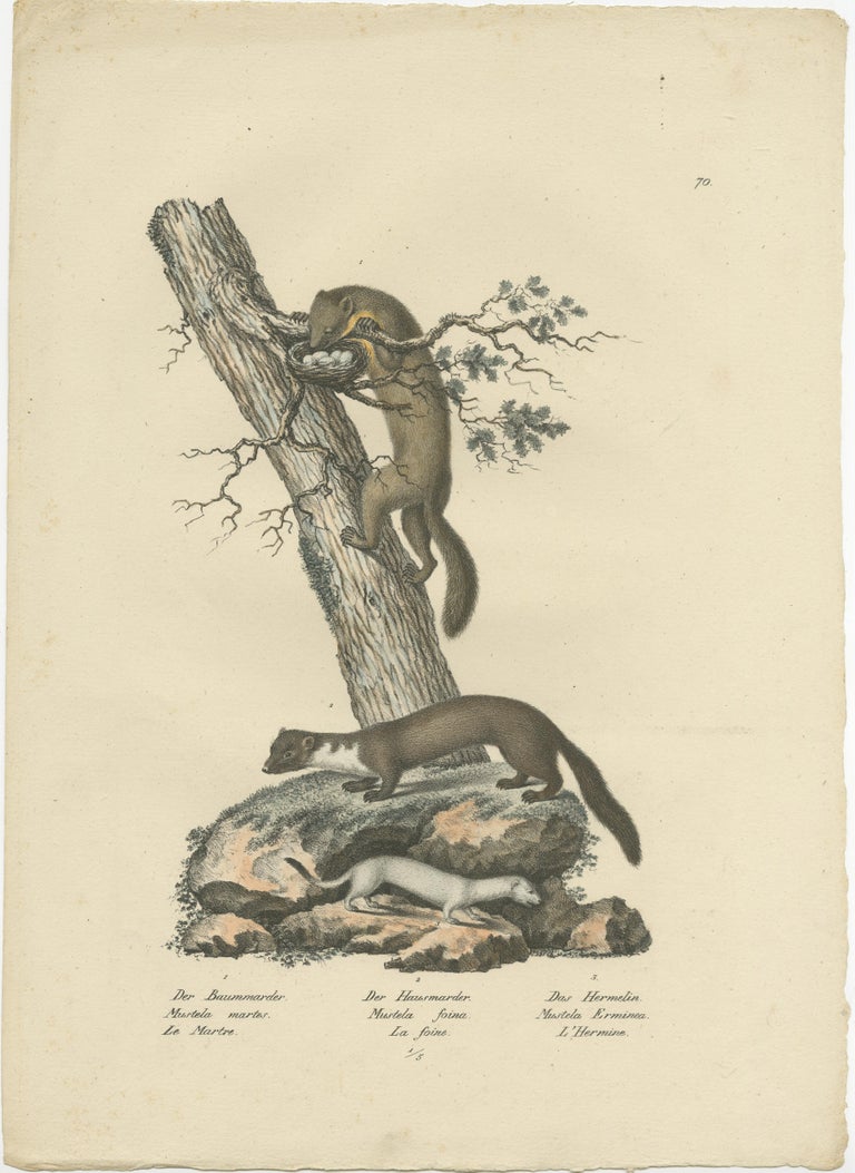Antique Print of a Pine Marten, Mink and Ermine For Sale at 1stDibs