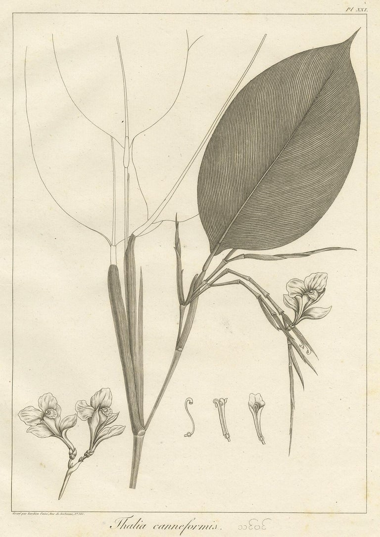 Antique Print of a Thalia Plant Species by Symes '1800' For Sale at 1stDibs