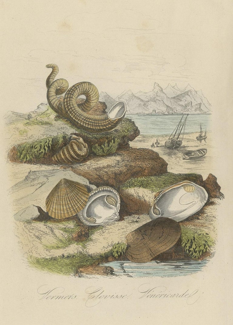 Antique Print of Bivalve Molluscs and Other Molluscs, Sealife, 1854 For ...