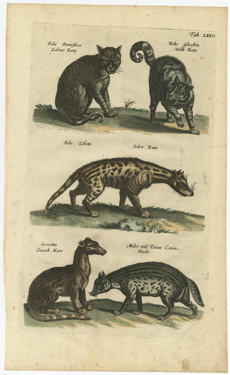 Antique Print of Domestic and Wild Cat Species, incl The Civet, 1657 ...