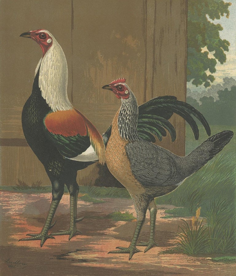 Antique Print of Duckwing Chicken by Cassell, c.1880 at 1stDibs