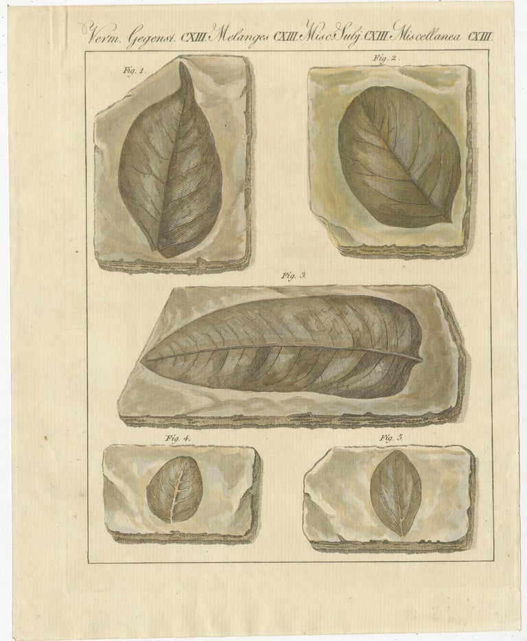 Antique Print of Fossil Leaves from the Prehistoric Period For Sale at ...
