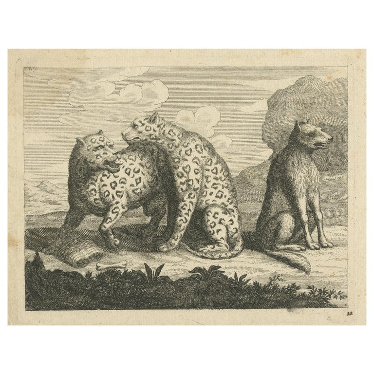 Antique Print of Leopards, c.1760 For Sale at 1stDibs