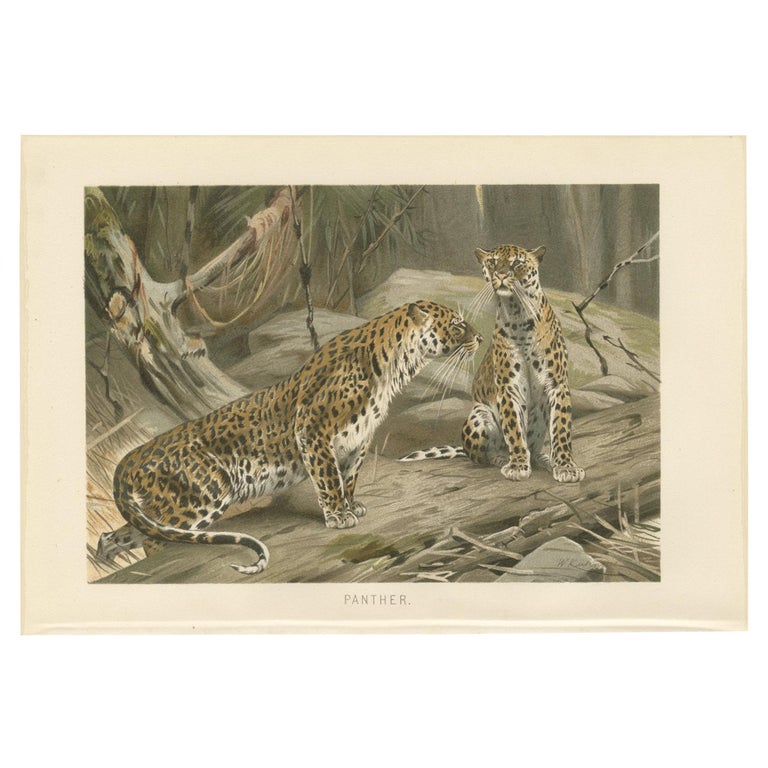 Antique Print of Panthers by Brehm 'c.1890' For Sale at 1stDibs