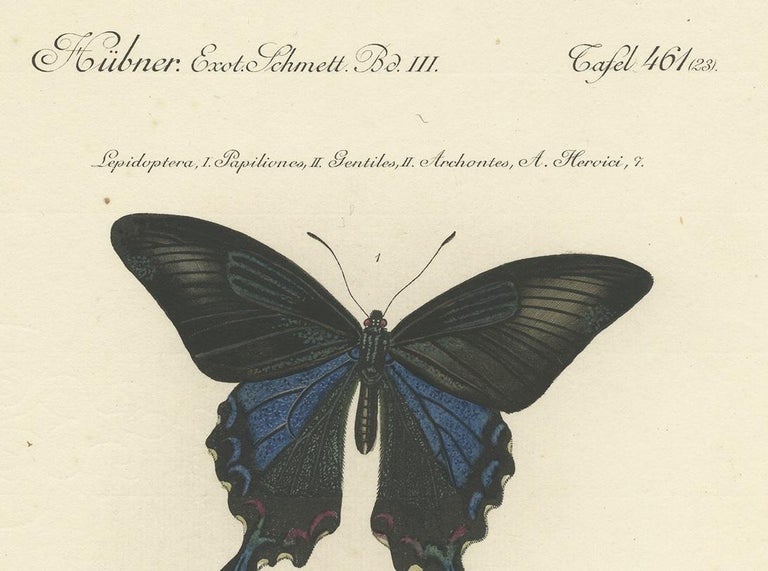 Antique Print of the Achillides Butterfly by Hübner, 1897 at 1stDibs