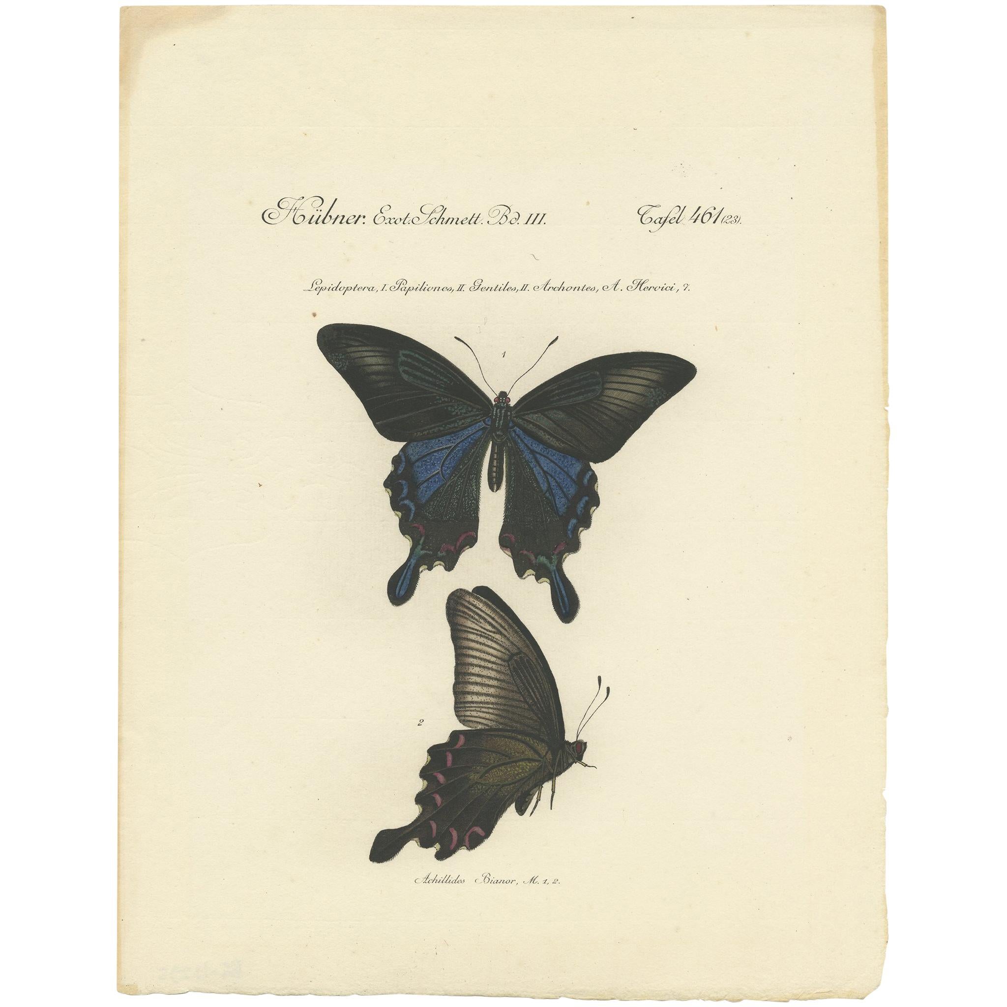Antique Print of the Achillides Butterfly by Hübner, 1897 at 1stDibs