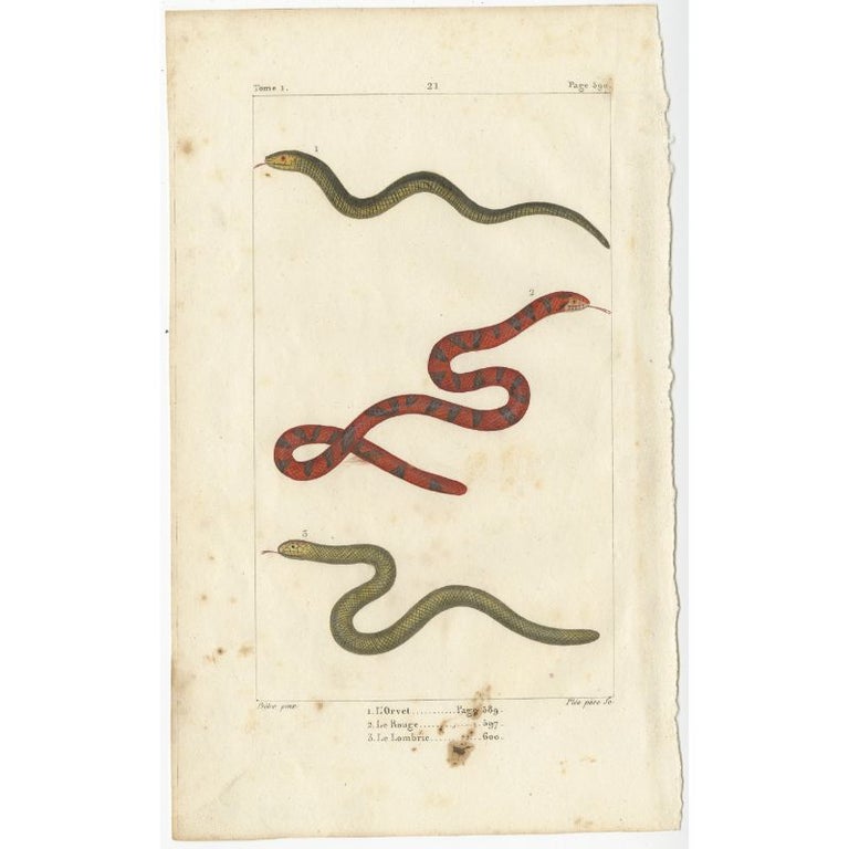 Antique Print of the Anguis Fragilis and Other Reptiles, c.1820 For ...